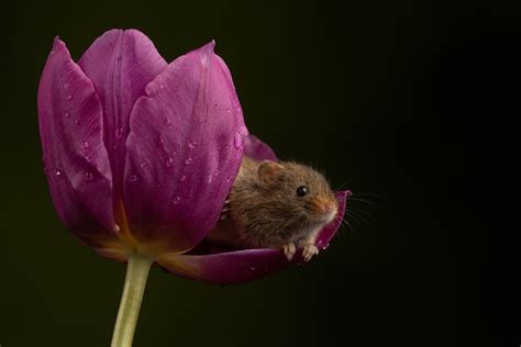 Adorable Photos Of Harvest Mice Frolicking In Tulips Will Make You