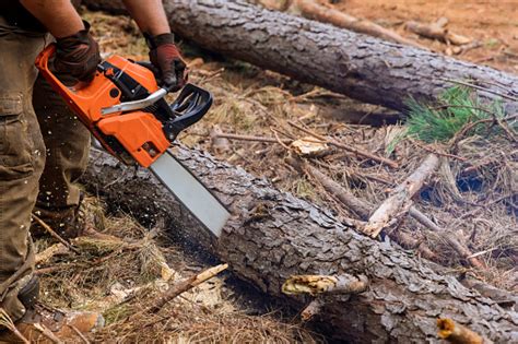 직원이 나무를 베는 과정에서 전기 톱으로 나무를 자르는 상황이 발생하여 숲이 파괴됩니다 45 49세에 대한 스톡 사진 및 기타 이미지 45 49세 나무 나무줄기