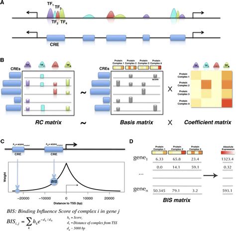 Modeling Gene Expression From Combinatorial Binding A Peaks From