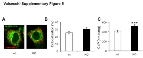 Figure S5 Mitochondria Ca 2 Uptake And Er Mitochondria Colocalization Download Scientific