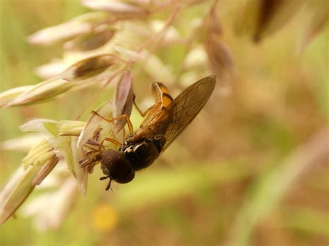 Schwebfliege Bild 2 Schwebfliege Unbestimmt Syrphidae Flickr