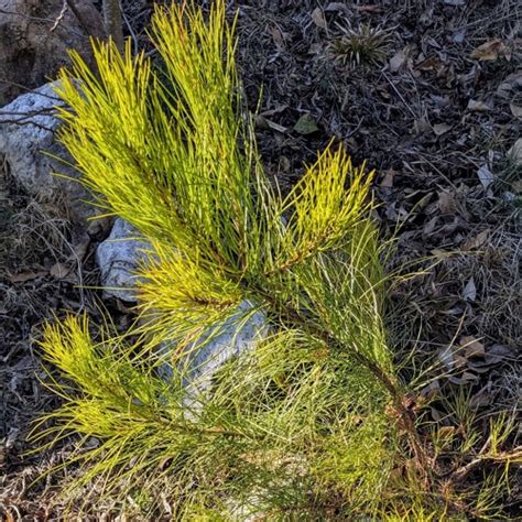 Stream Signal Controller Listen To Atmosphere Playlist Online For Free On Soundcloud