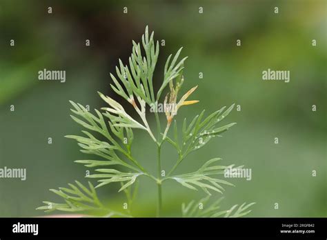 Leaf Miner Fly Agromyzidae Pupae Visible Through The Skin Of A Dill