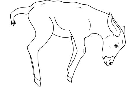 Omalovánky K Vytisknutí Osel Omalovanek Cz