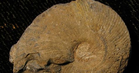 Louisville Fossils And Beyond Meekoceras Ammonoid Fossil