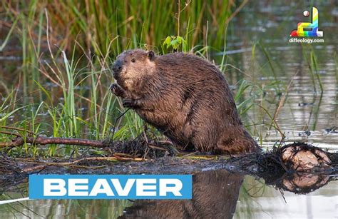 Difference Between Beaver And Woodchuck Diffeology