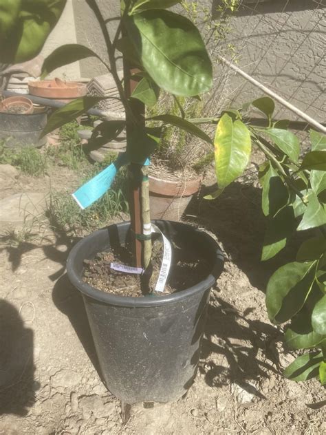 Pruning Help Rcitrus