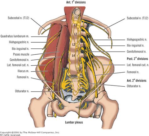 Lumbar And Sacral Plexus Flashcards Quizlet