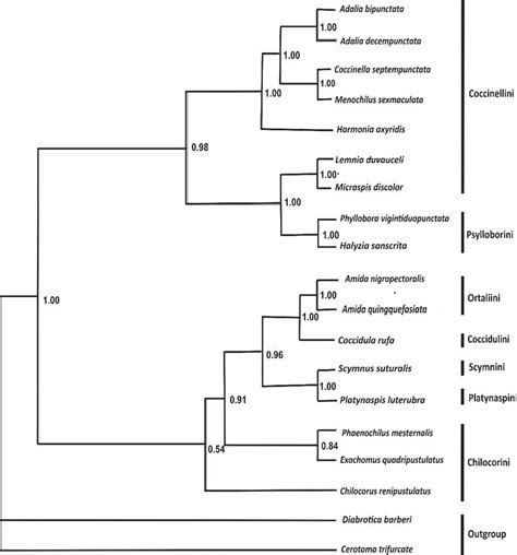 Mr Bayes Posterior Bootstrap Phylogeny Inferred From Itsi Gene Region Download Scientific