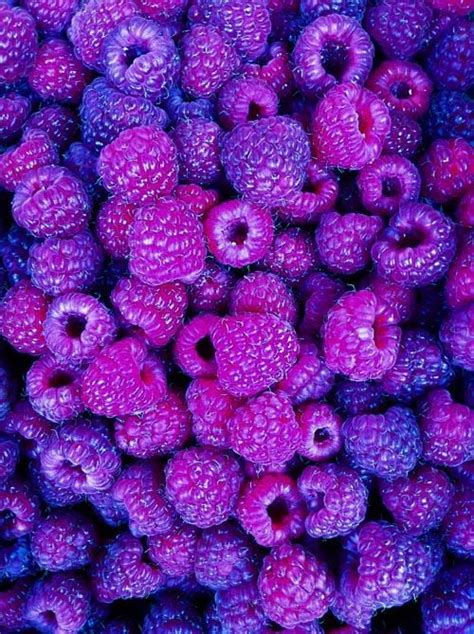 Framboesa Roxa De Vaso🍇💜🪴