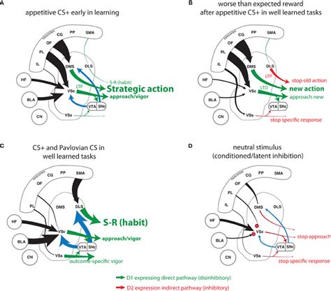 Simple Conceptual Model Of Cortico Limbic Processing In Different