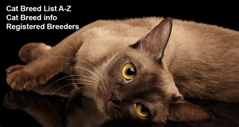 Cat Breed Information Types Of Cats Perfect Pets