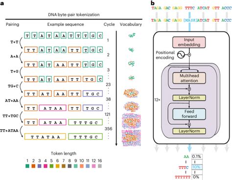 Dna Language Model Grover Learns Sequence Context In The Human Genomenature Machine