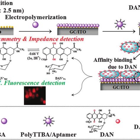 Schematic Of Sensor Probe Design And Cancer Cell Detection Principle Download Scientific Diagram