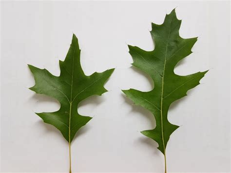 루브라참나무 핀참나무 대왕참나무 네이버 블로그