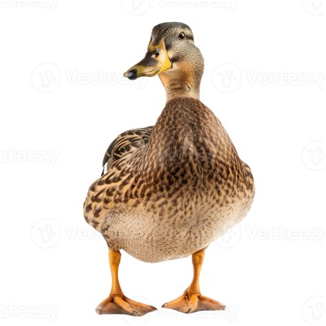 Duck Front View Full Body Isolate On Transparency Background 51690180 Png