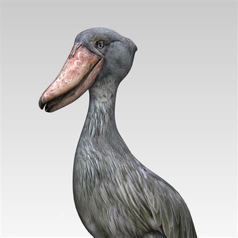 3d Balaeniceps Rex