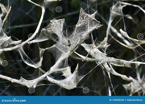 Tree Branches Covered With Caterpillar Webs Stock Image Image Of Family Cover 154285235