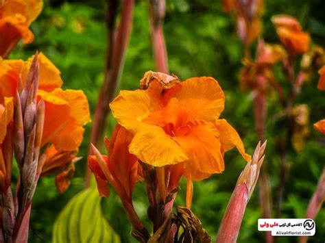 گل اختر اصول نگهداری، روش تکثیر و آفات گل اختر علی ولی