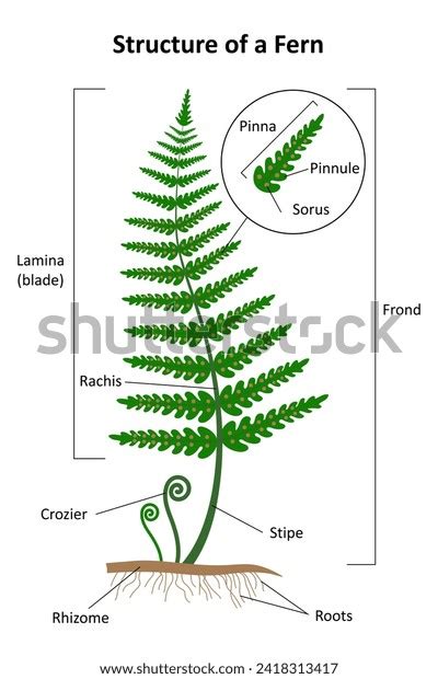 Structure Fern Diagram Stock Illustration 2418313417 Shutterstock