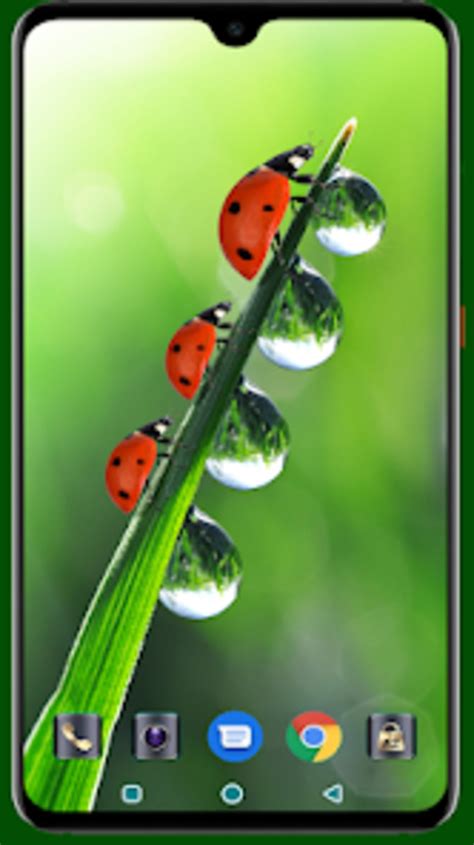 Lady Bug Wallpaper Per Android Download
