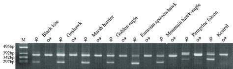 Identification Of Sex With ARMS The Known Sex Of Each Individual Is Download Scientific