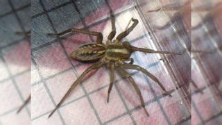 Female Spiders Play Dead During Sex So Males Don T Have To Worry About Being Eaten Live Science