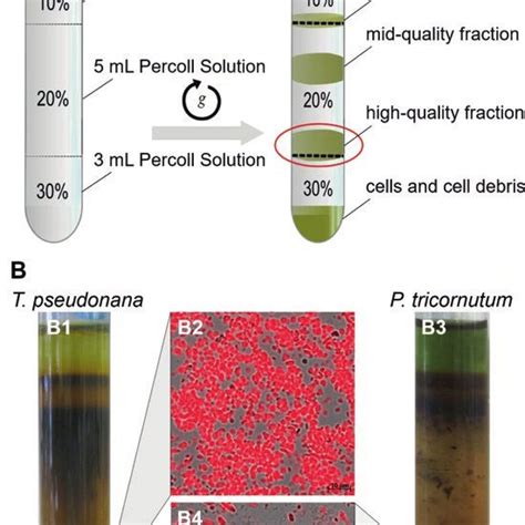 Exemplary Plastid Separation On A Layered Discontinuous Percoll