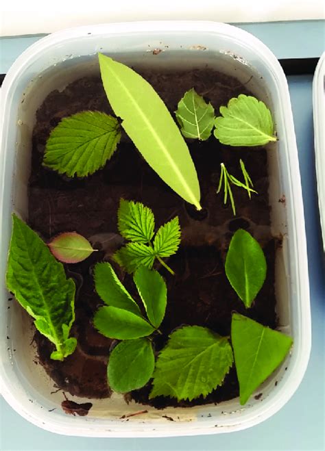 An Illustration Of The Baiting Method Used For Obtaining Living Download Scientific Diagram