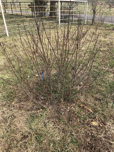 Peach Rootstock General Fruit Growing Growing Fruit