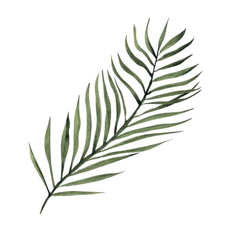 Premium Vector Fern Leaf Tropical