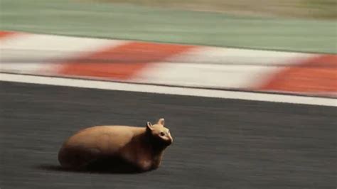 assetto corsa cat mod