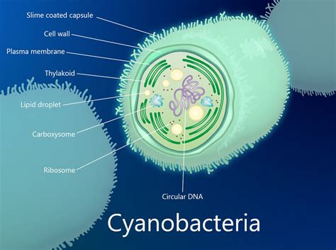 Structure Of Cyanobacteria Diagram Cyanobacteria Structure C