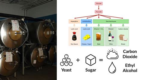 Fermentation Definition Types Equation And Products Fermented Milk