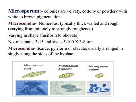 Superficial Mycosis Pptx