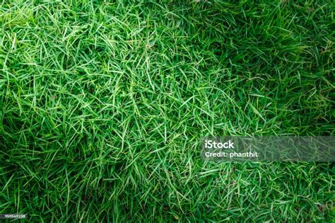 잔디 질감 또는 잔디 배경 골프 코스에 대 한 녹색 잔디 축구 필드 또는 스포츠 배경 컨셉 디자인 자연 녹색 잔디입니다 0명에