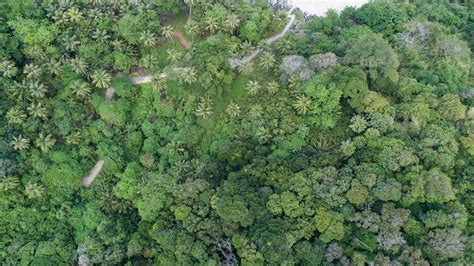 Amazing Forest Aerial View Of Forest Trees Rainforest Ecosystem And