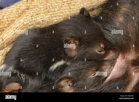 Tasmanian Devil Pouch