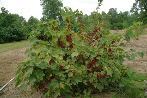 Red Currant Plant