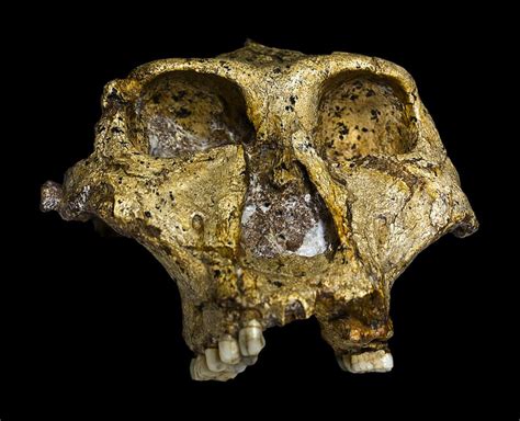 Scientists Determine Sex Of 2 Million Year Old Hominin For The First Time