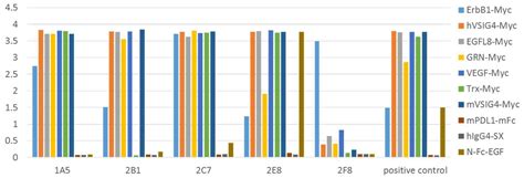 C Myc 특이적 항체 C Myc Specific Antibodies 지식마켓