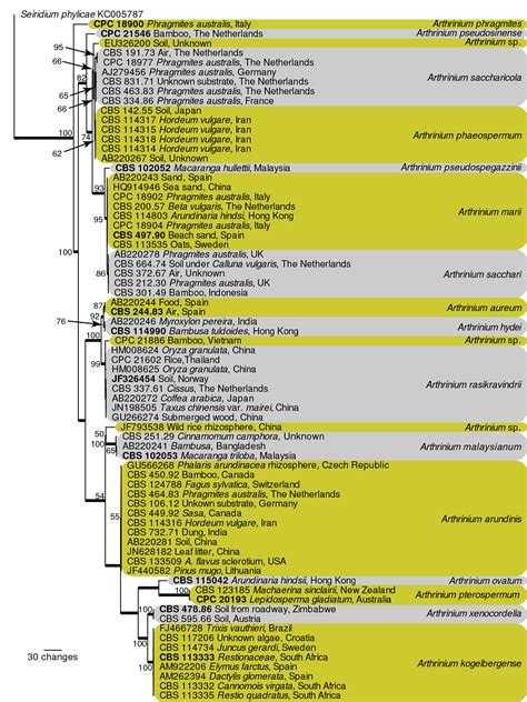 Arthrinium Phaeospermum Semantic Scholar