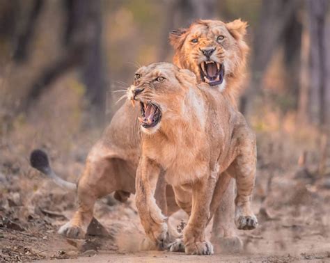 Indian Photographer Urmil Jhaveri Captures Beautiful Wildlife Photos