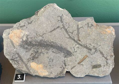 Devonian Life On Land Ny Rocks Ancient Life Of The Empire State