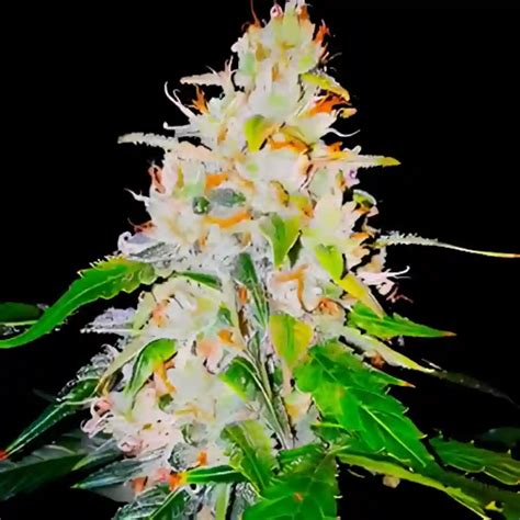 Sugar Fairy Auto Premium Weed Seeds Bank