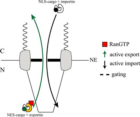 Scheme 2 Pictorial Description Of Npc Gating Activity With Respect To