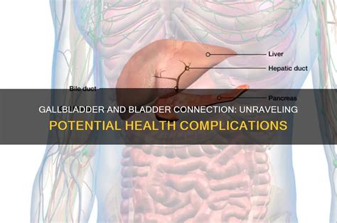 Gallbladder And Bladder Connection Unraveling Potential Health