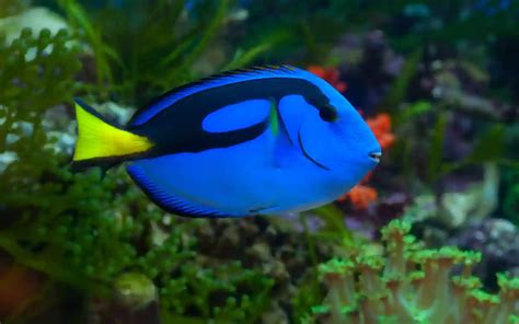 Apistogramma Care Tank Setup Diet Mates And Breeding Tips Oceanbitez