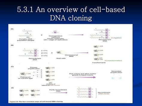 Ppt Chapter Five Amplifying Dna Pcr And Cell Based Dna Cloning Powerpoint Presentation Id