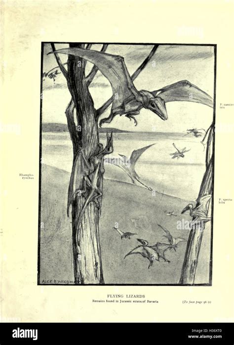 this work presents visual and written evidence of evolutionary